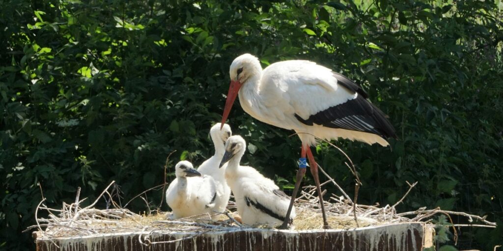 Birds Of Belarus: The Complete List - 33Science