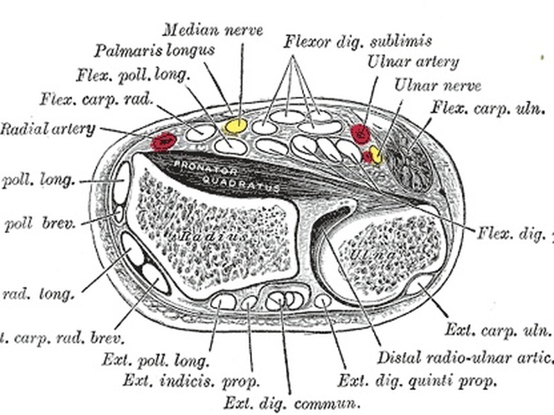 The Complete List of Muscles Of The Forearm - 33Science