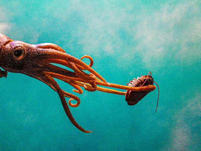 List of Cephalopods - 33Science