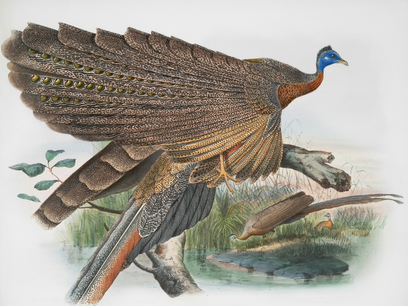 Birds of Borneo: The Complete List - 33Science
