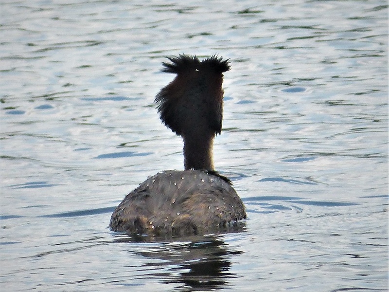 Birds of North Macedonia: The Complete List - 33Science