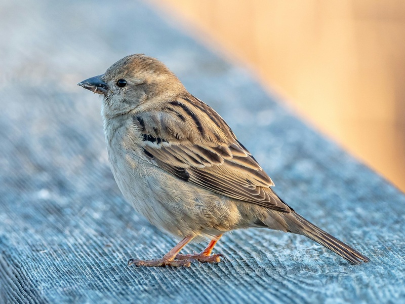 The Complete List of Birds of Scotland - 33Science