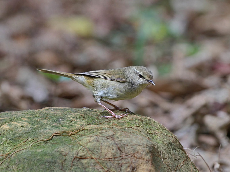 The Complete List of Birds of Japan - 33Science
