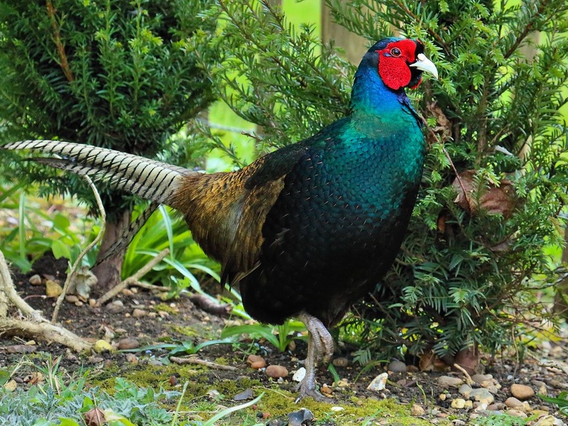 The Complete List of Birds of Japan - 33Science
