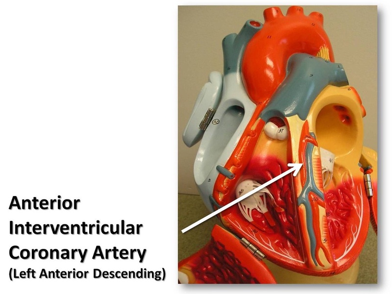 The Complete List of Arteries - 33Science
