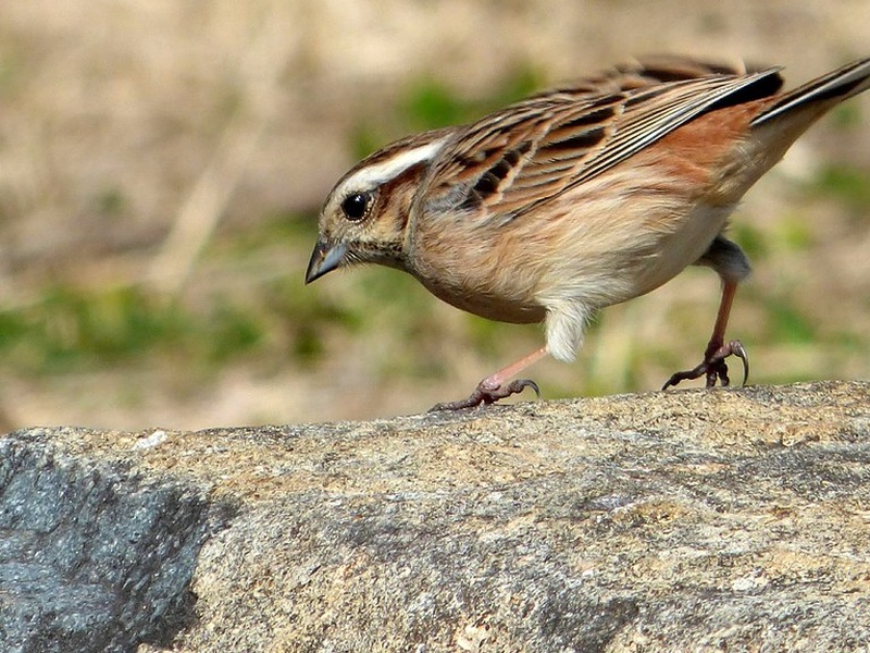 The Complete List of Birds of Japan - 33Science
