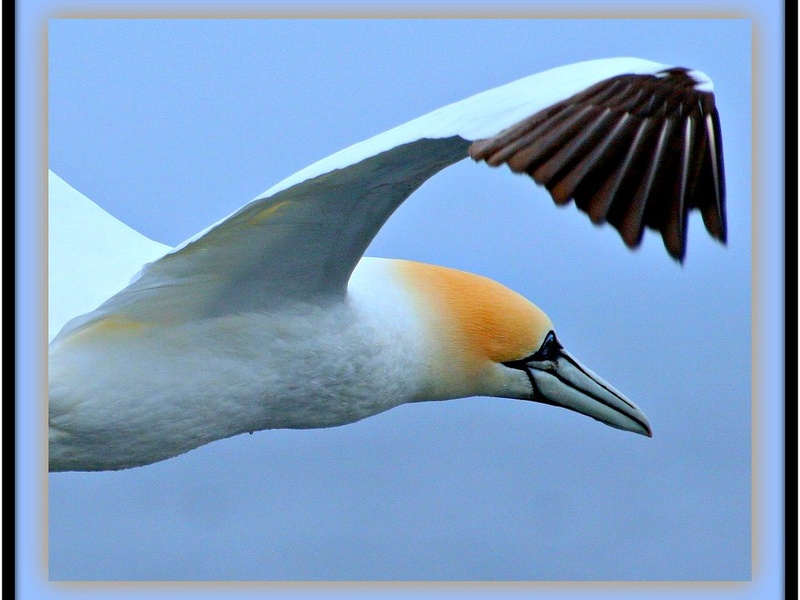The Complete List of Birds of Scotland - 33Science