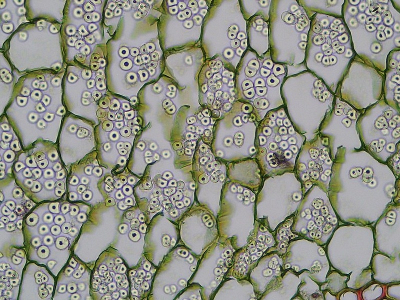 Examples of Plant Tissues: The Complete List - 33Science
