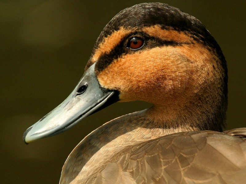 Endemic Species of the Philippines - 33Science