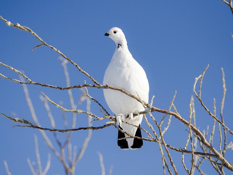 The Complete List of Birds of Scotland - 33Science