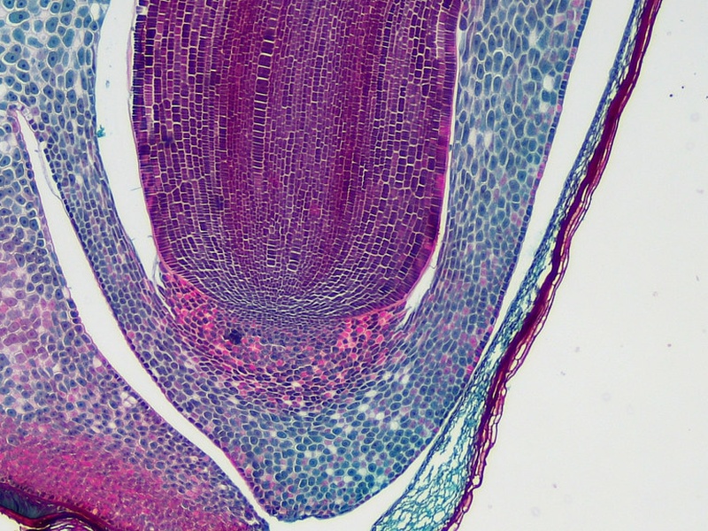 Parts of a Seed: The Complete List - 33Science