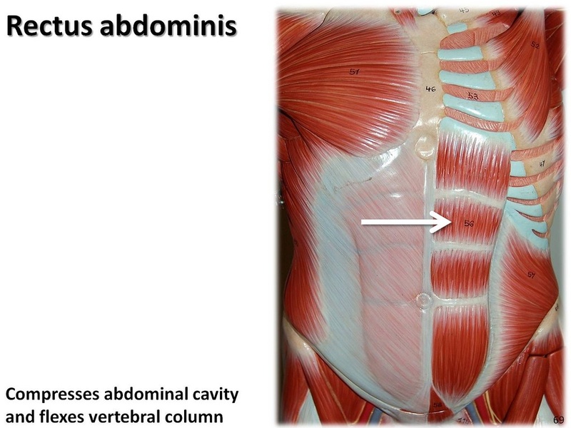 Examples of Skeletal Muscles: The Complete List - 33Science