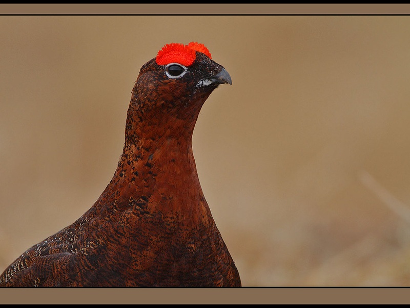 The Complete List of Birds of Scotland - 33Science