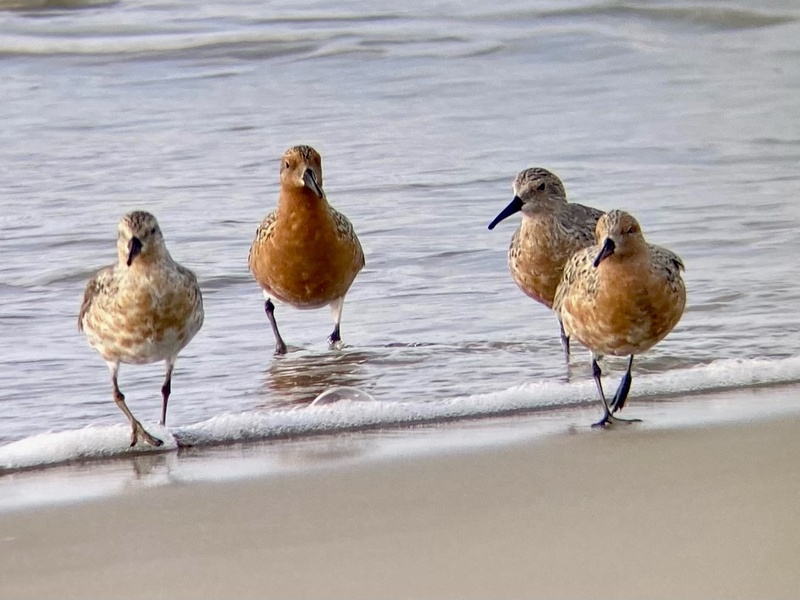Birds of the Netherlands: The Complete List - 33Science
