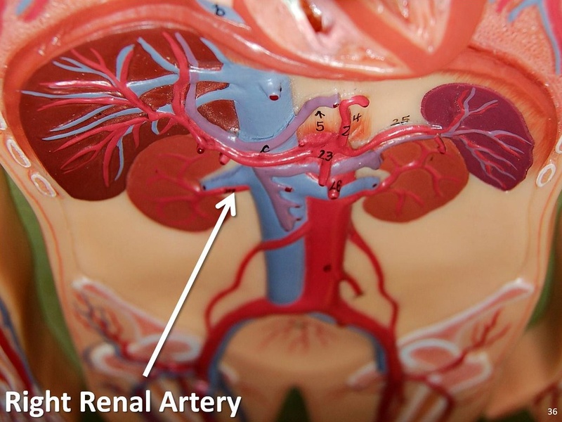 The Complete List of Arteries - 33Science