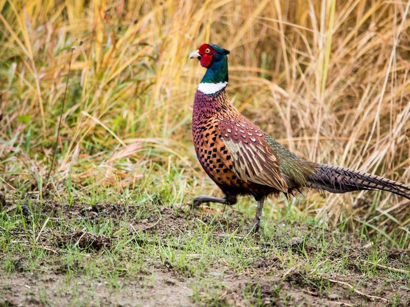 Birds of Nebraska: The Complete List - 33Science