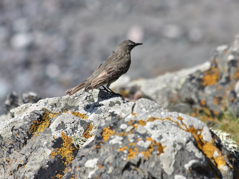 The Complete List of Birds of Scotland - 33Science
