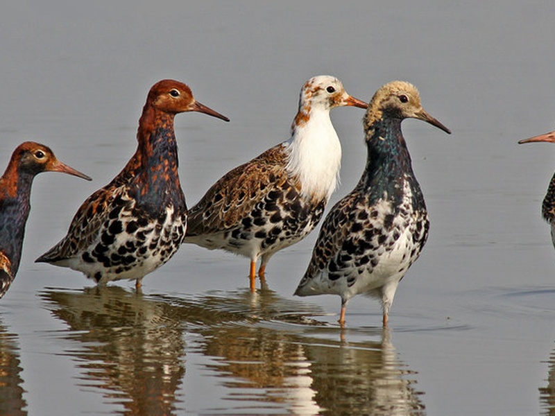 Birds of the Netherlands: The Complete List - 33Science