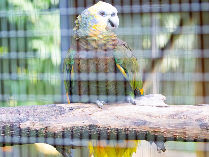 Endemic Species Of Saint Vincent And The Grenadines: The Complete List ...