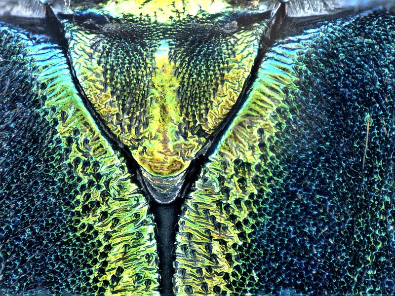 Parts of a Seed: The Complete List - 33Science