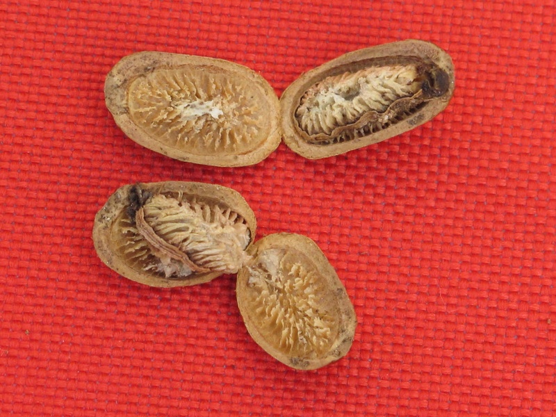 Parts of a Seed: The Complete List - 33Science