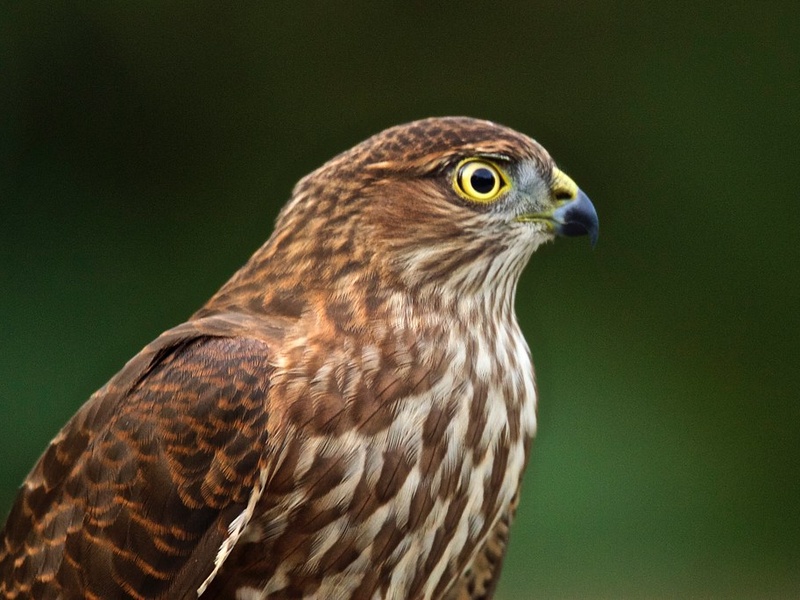 The Complete List of Birds of West Virginia - 33Science