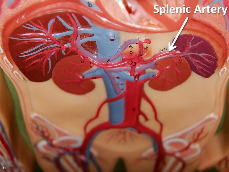 The Complete List of Arteries - 33Science