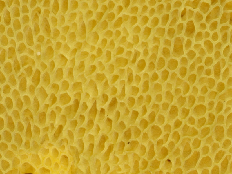 Examples of Plant Tissues: The Complete List - 33Science