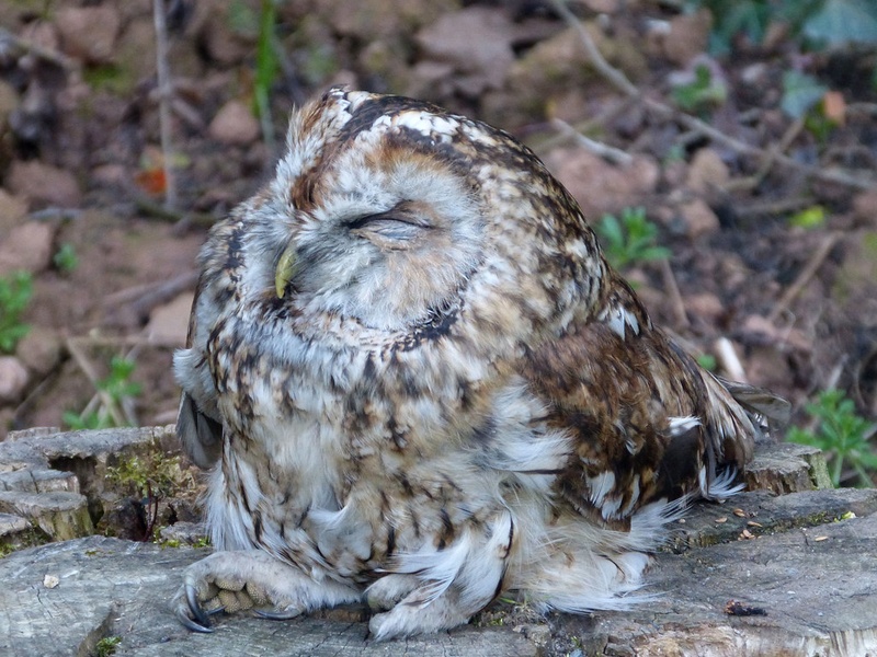 The Complete List of Birds of Scotland - 33Science