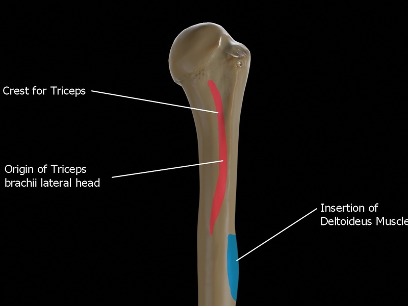 Examples Of Muscle Tissue - 33Science