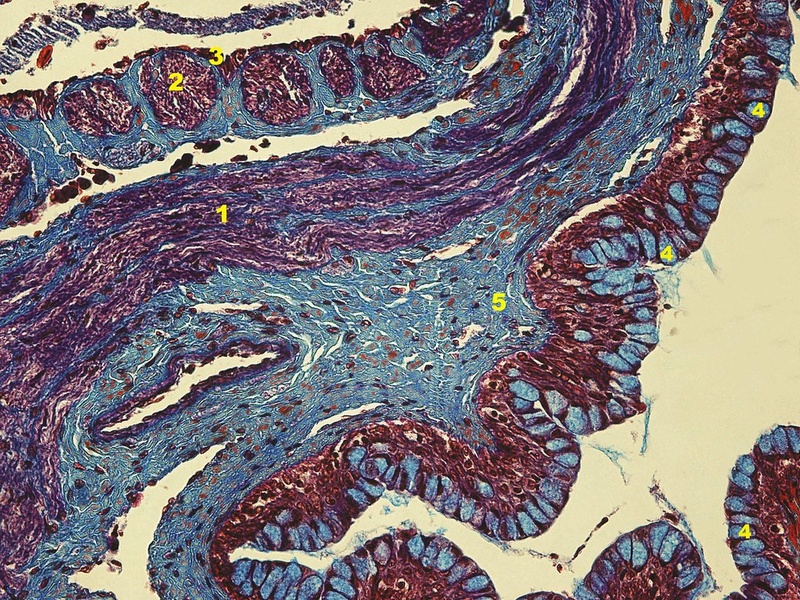 Examples Of Muscle Tissue - 33Science
