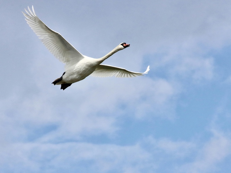 The Complete List of Birds of Scotland - 33Science