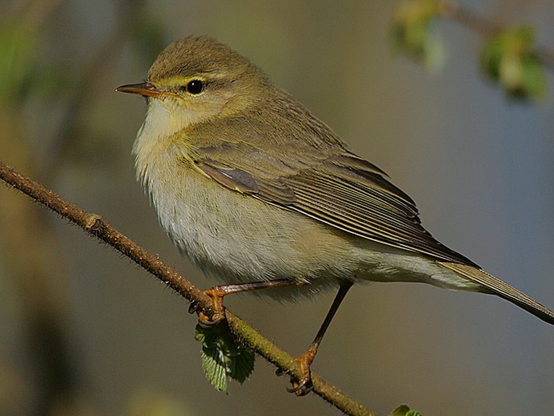 The Complete List of Birds of Scotland - 33Science