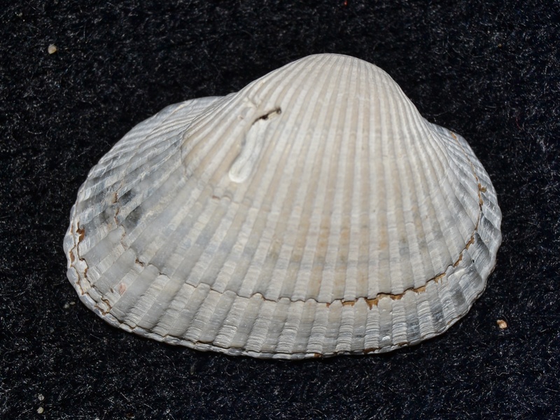List of Mollusks - 33Science