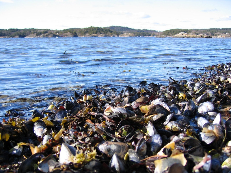List of Mollusks - 33Science