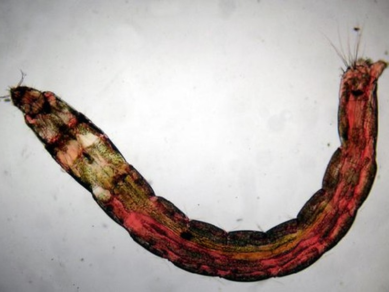 The Complete List of Detritivores - 33Science