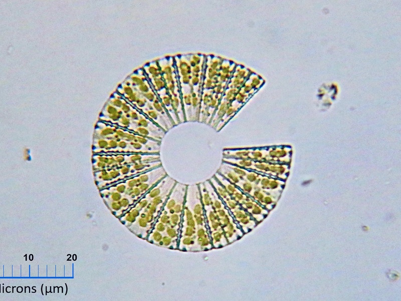 Types of Microbial Growth: The Complete List - 33Science