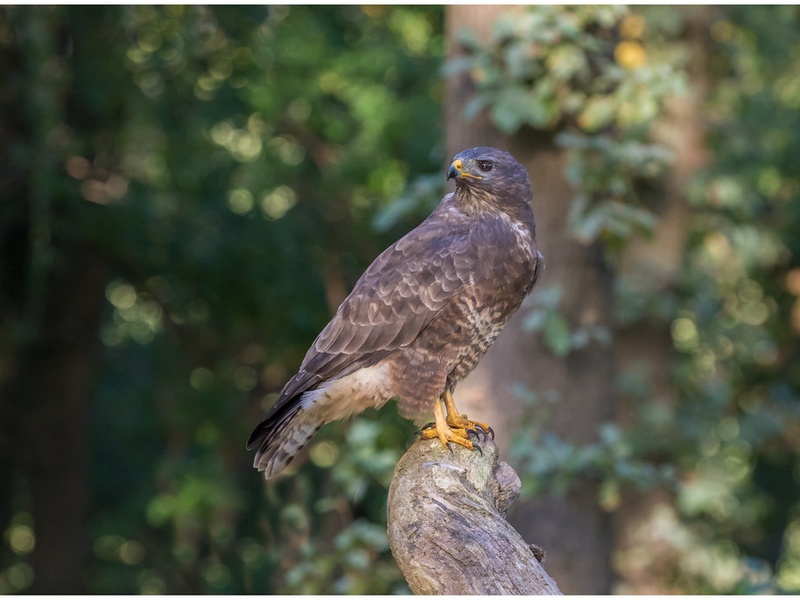 The Complete List of Birds of France - 33Science