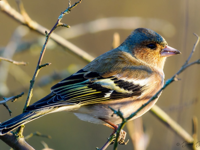 The Complete List of Birds of France - 33Science