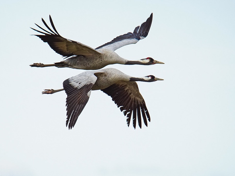The Complete List of Birds of France - 33Science