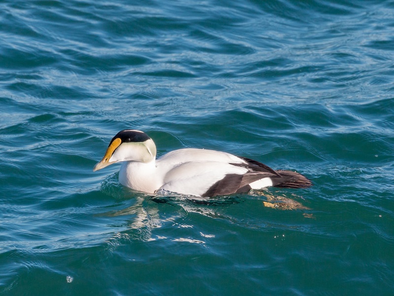 The Complete List of Birds of France - 33Science