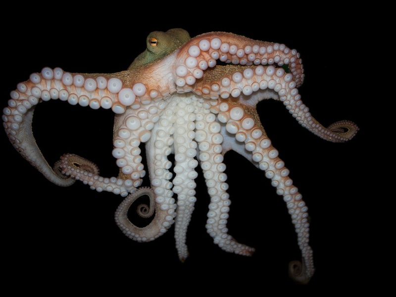 List of Mollusks - 33Science