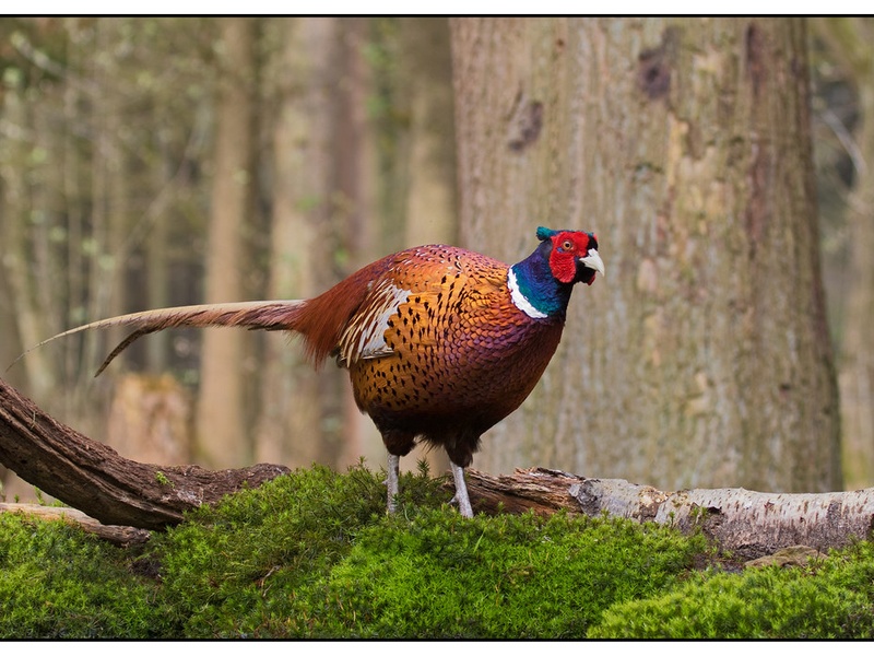 The Complete List of Birds of France - 33Science