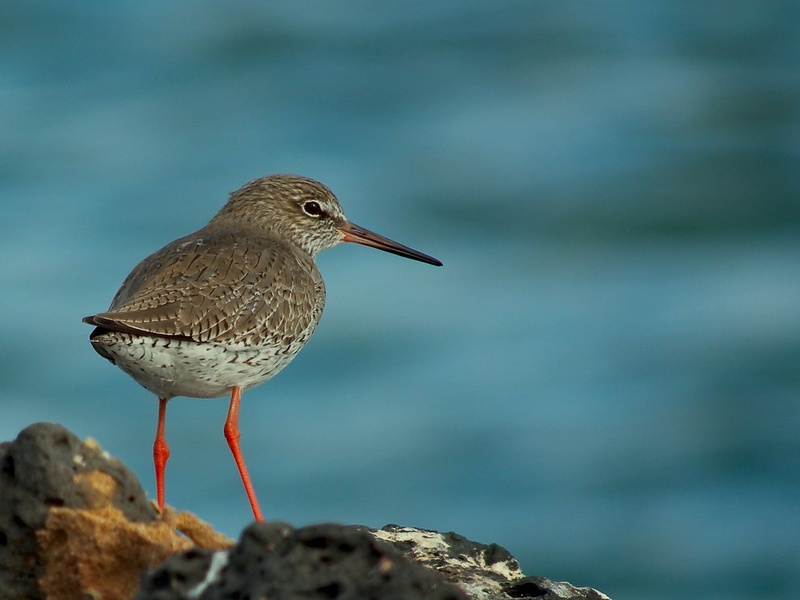 The Complete List of Birds of France - 33Science