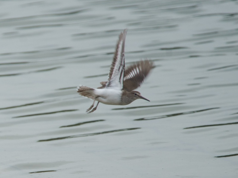 The Complete List of Birds of France - 33Science
