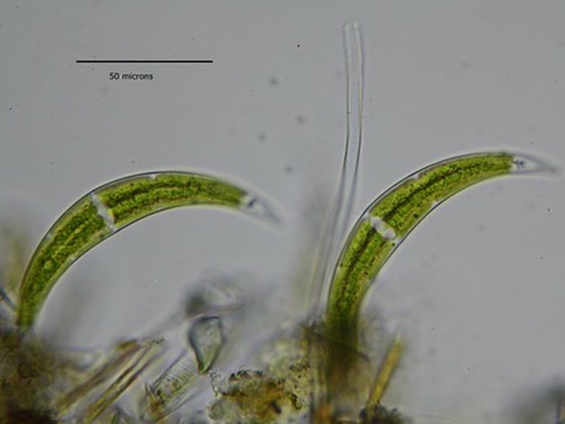 List of Protists - 33Science