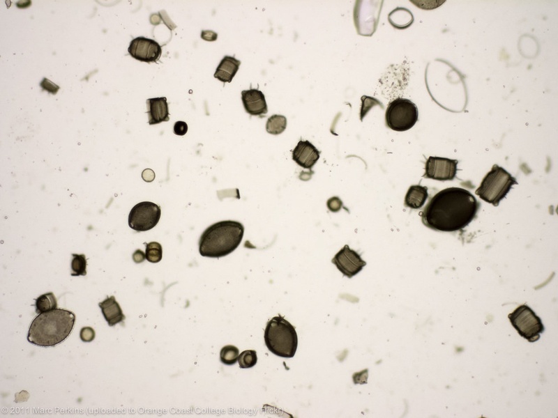 List of Protists - 33Science