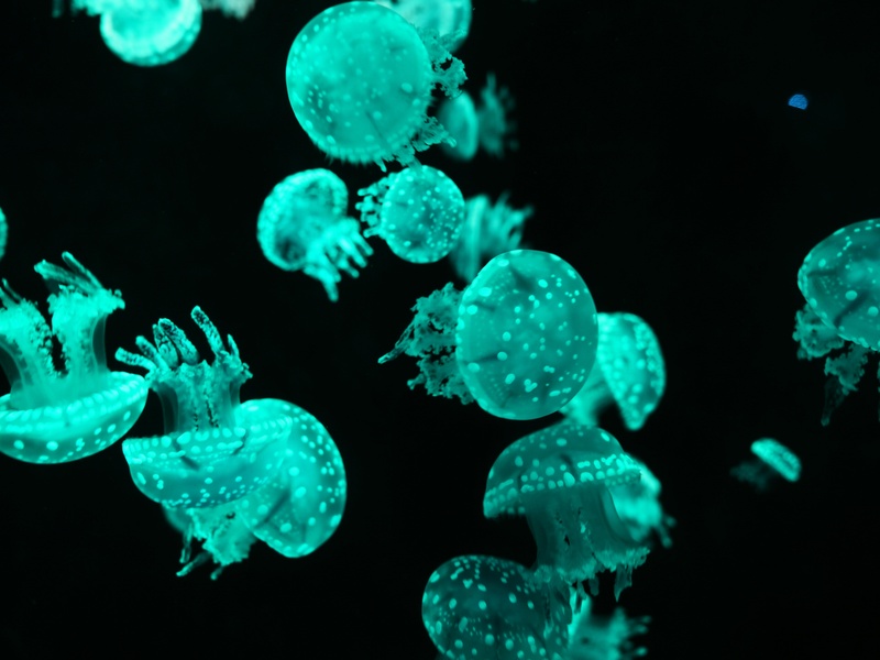 List of Protists - 33Science