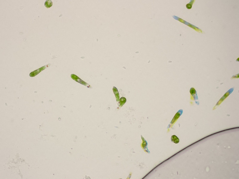 List of Protists - 33Science