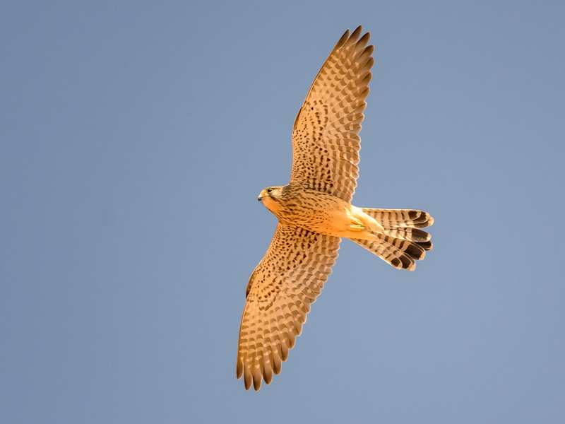 The Complete List of Birds of France - 33Science